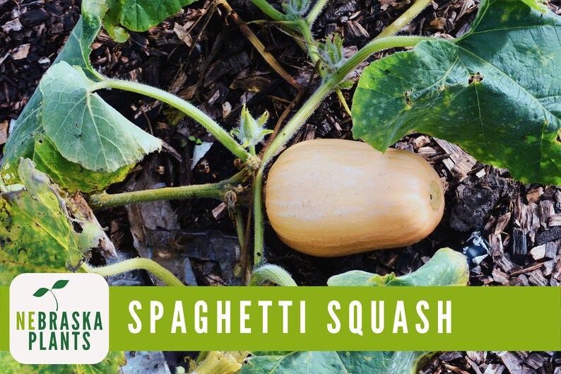 Spaghetti Squash Seeds - Winter Spaghetti Squash Heirloom Seeds - Etsy