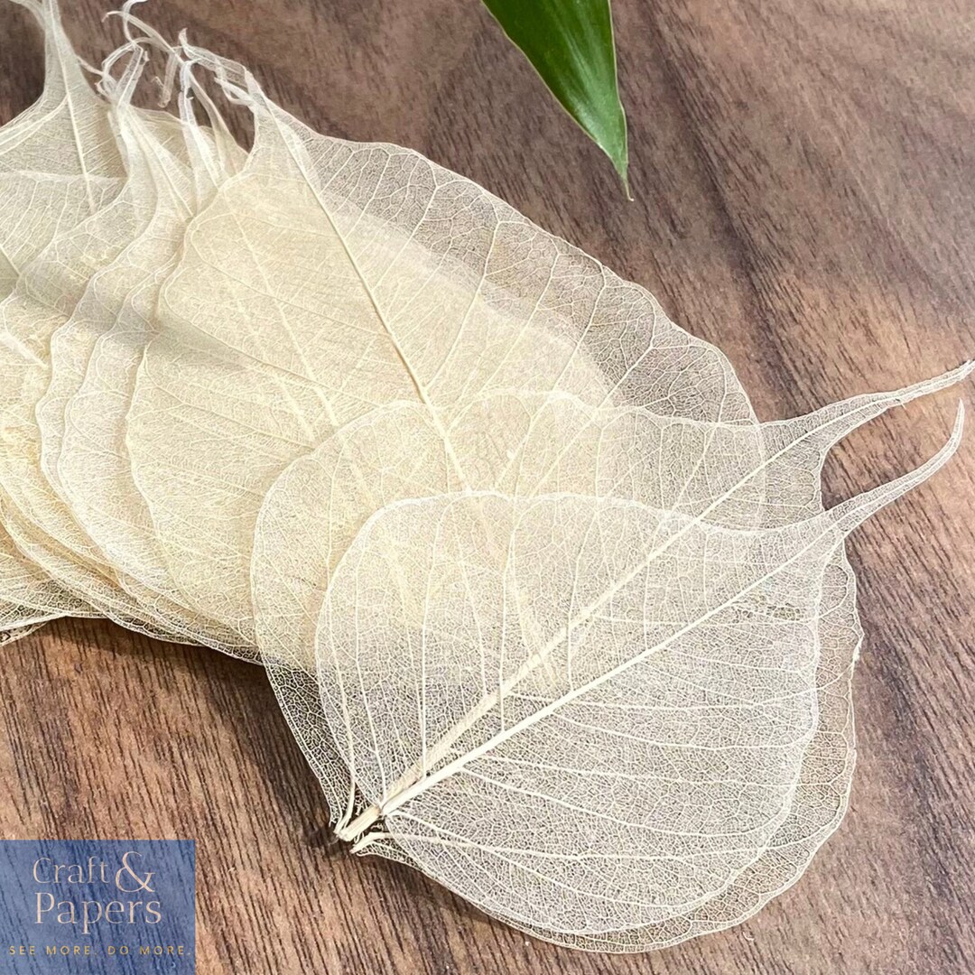 Skeleton Leaves for Scrapbooking, Bodhi Skeleton Leaf, Natural Ficus ...