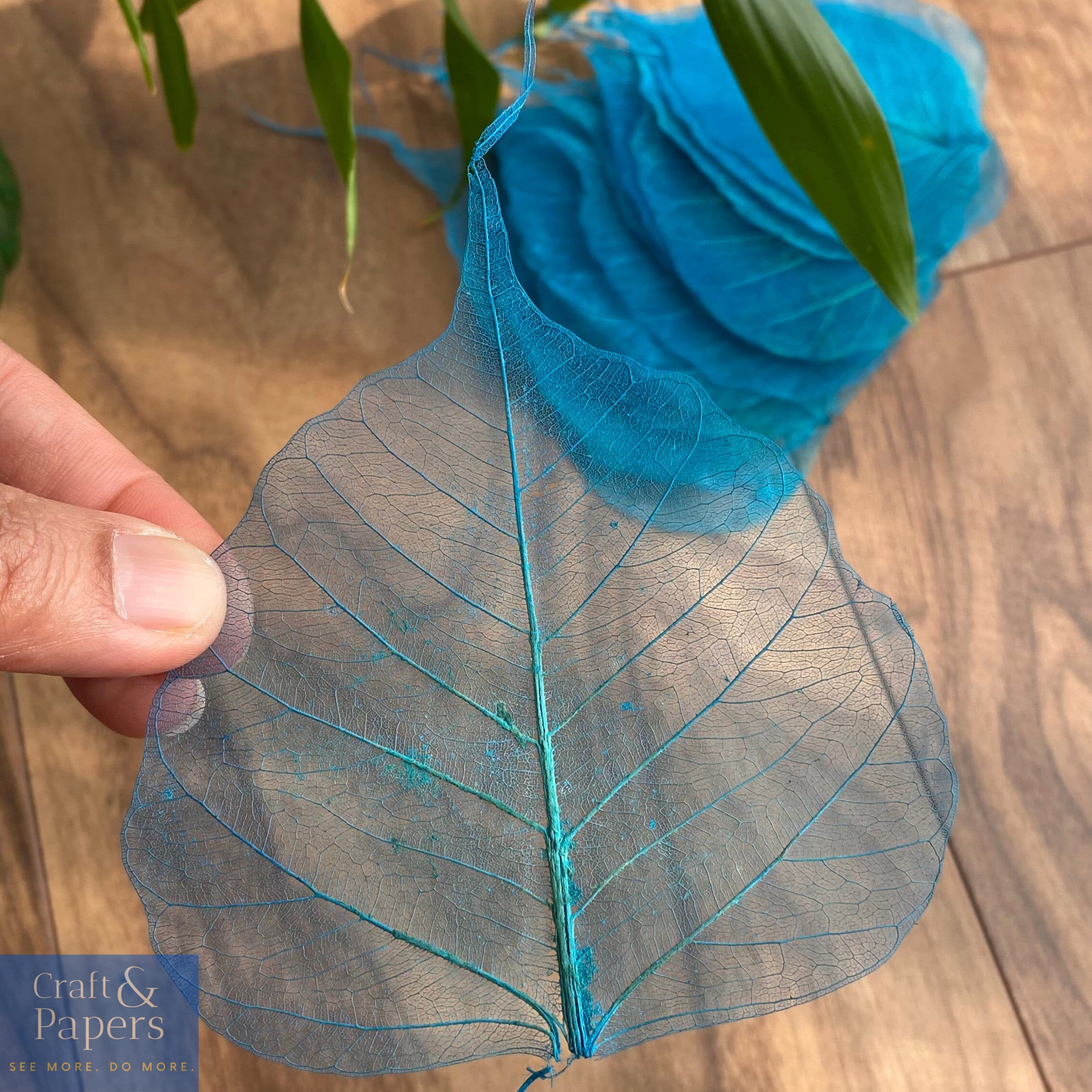 Skeleton Leaves for Scrapbooking, Bodhi Skeleton Leaf, Natural Ficus ...