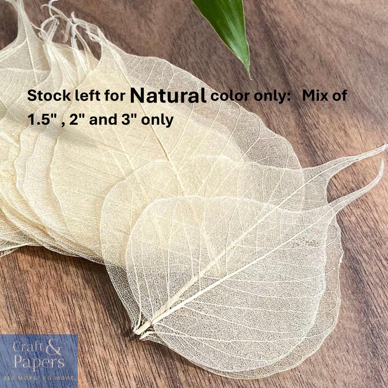 Skeleton Leaves - Etsy