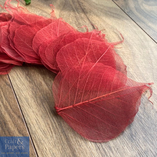 Skeleton Leaves - Etsy