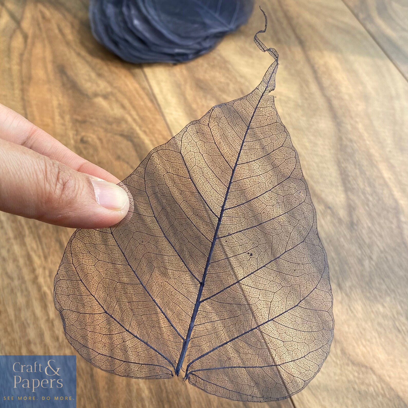 Skeleton Leaves for Scrapbooking, Bodhi Skeleton Leaf, Natural Ficus ...