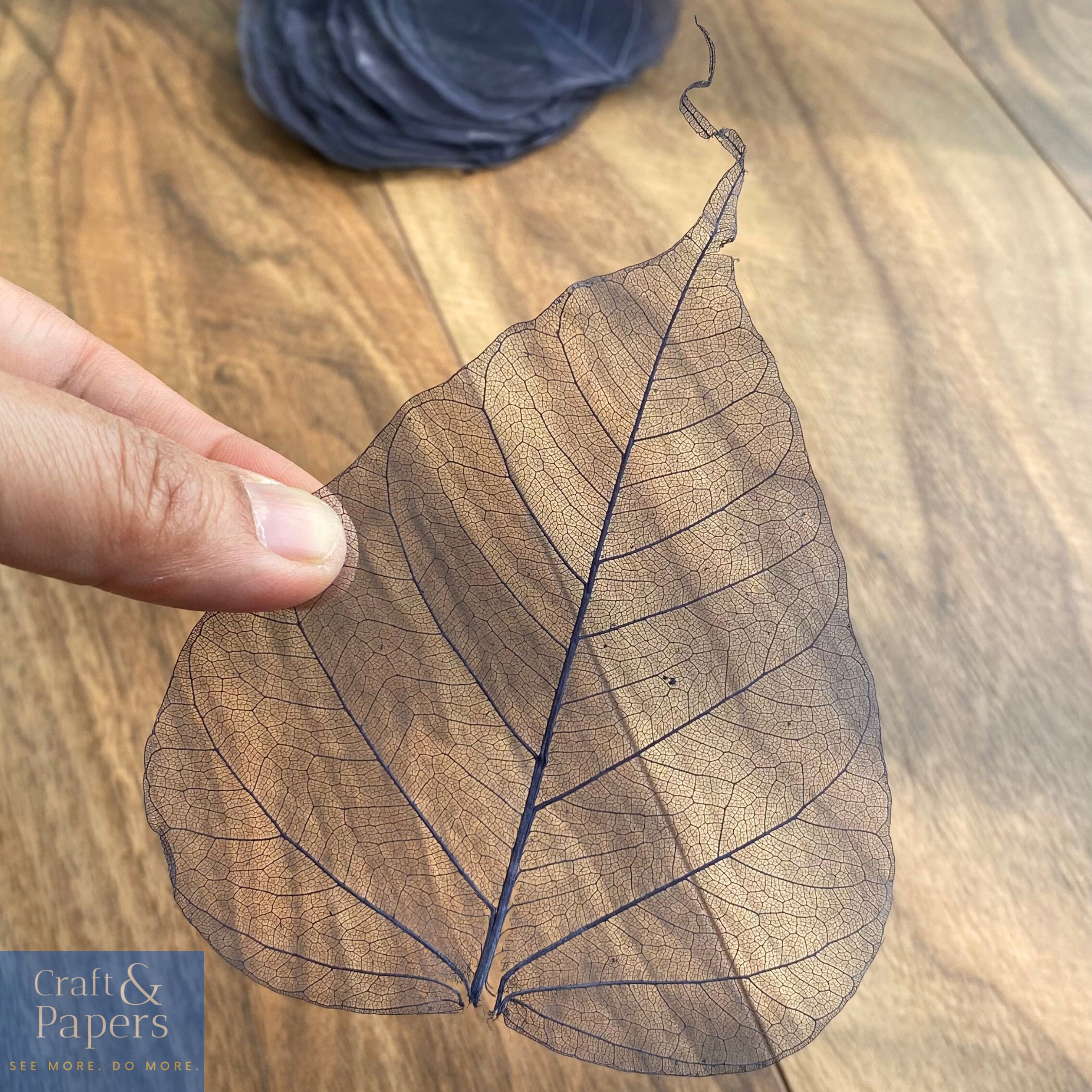 Skeleton Leaves for Scrapbooking, Bodhi Skeleton Leaf, Natural Ficus ...