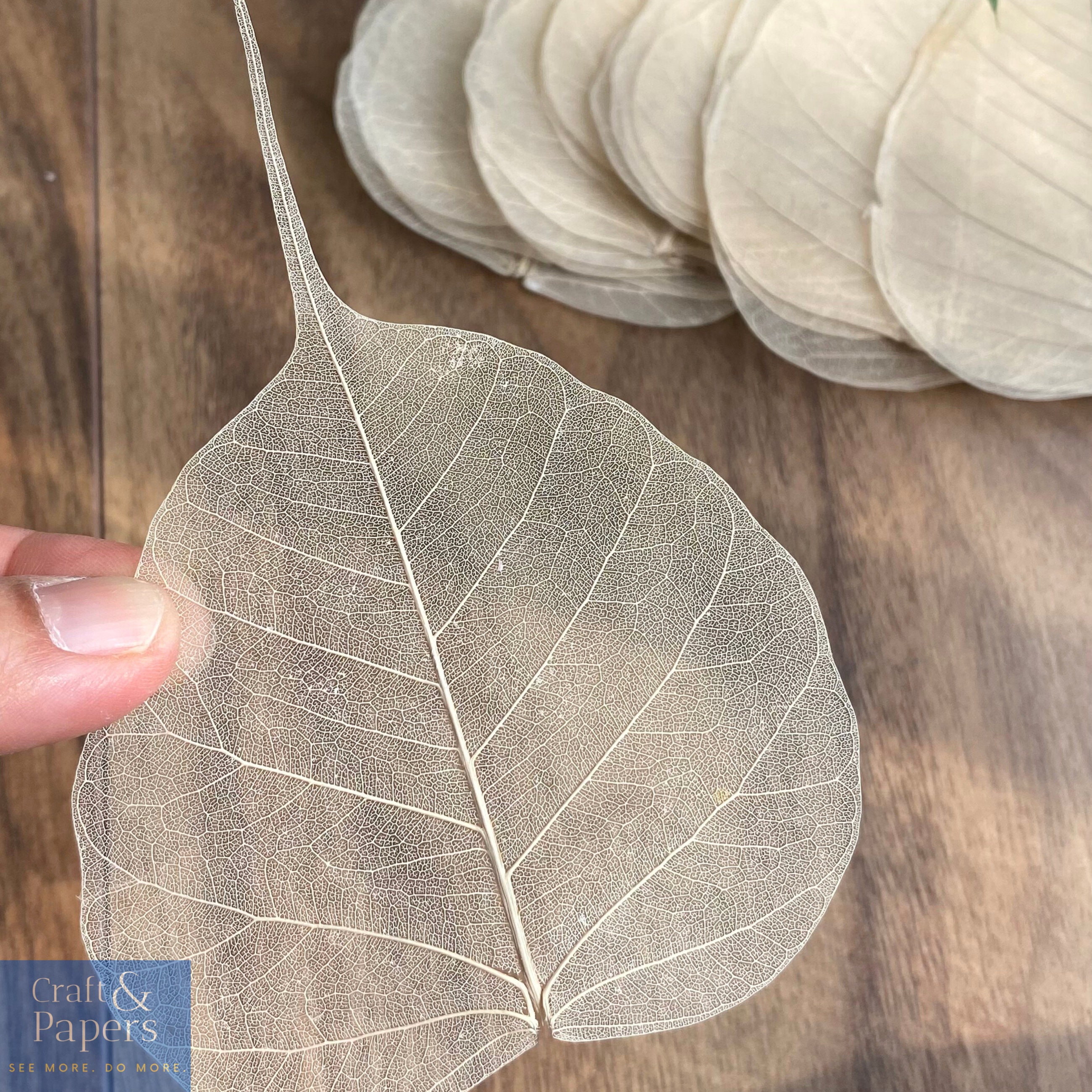 Skeleton Leaves for Scrapbooking, Bodhi Skeleton Leaf, Natural Ficus ...