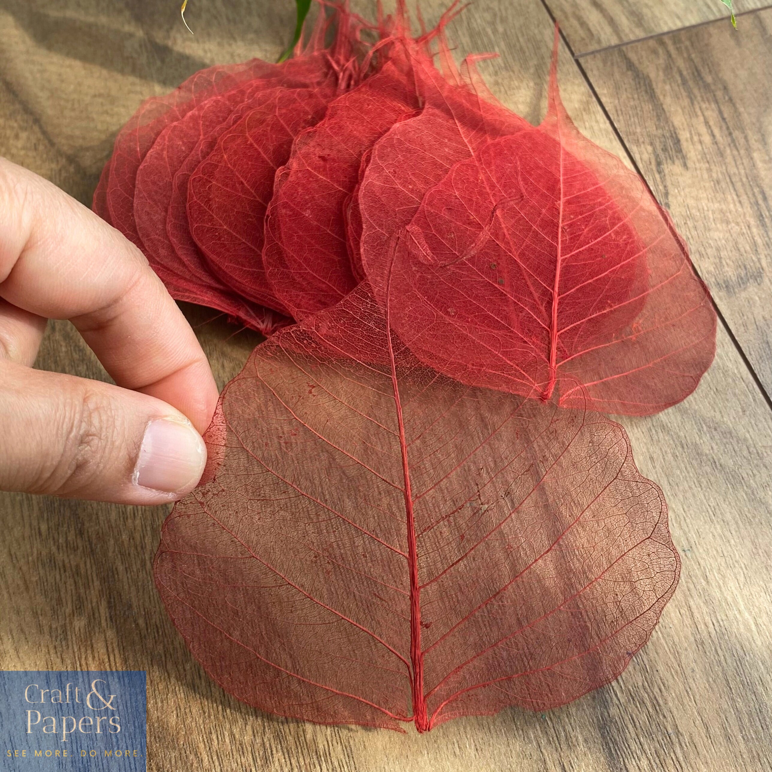 Skeleton Leaves for Scrapbooking, Bodhi Skeleton Leaf, Natural Ficus ...
