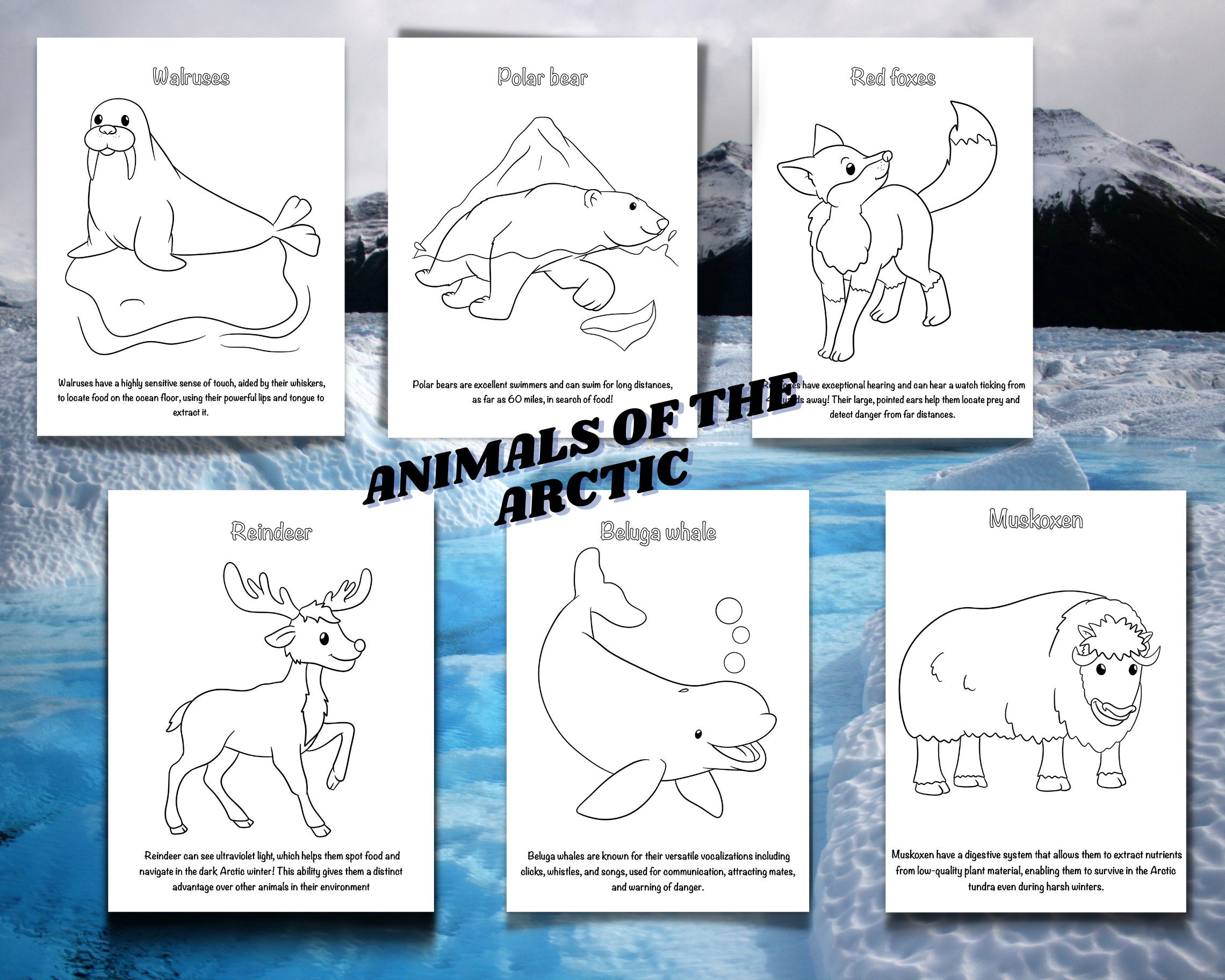 Arctic Temperate Forest Coloring Pages