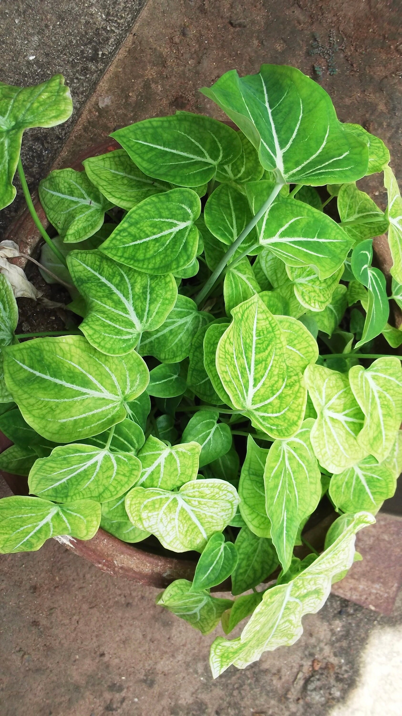 Potted Caladium Plant Art Print - Etsy