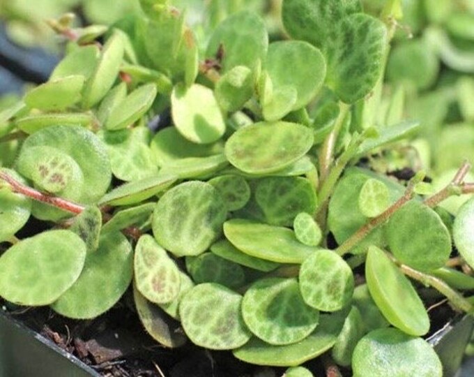 String of Turtles ( Peperomias Prostrata) - Live Plant - Etsy