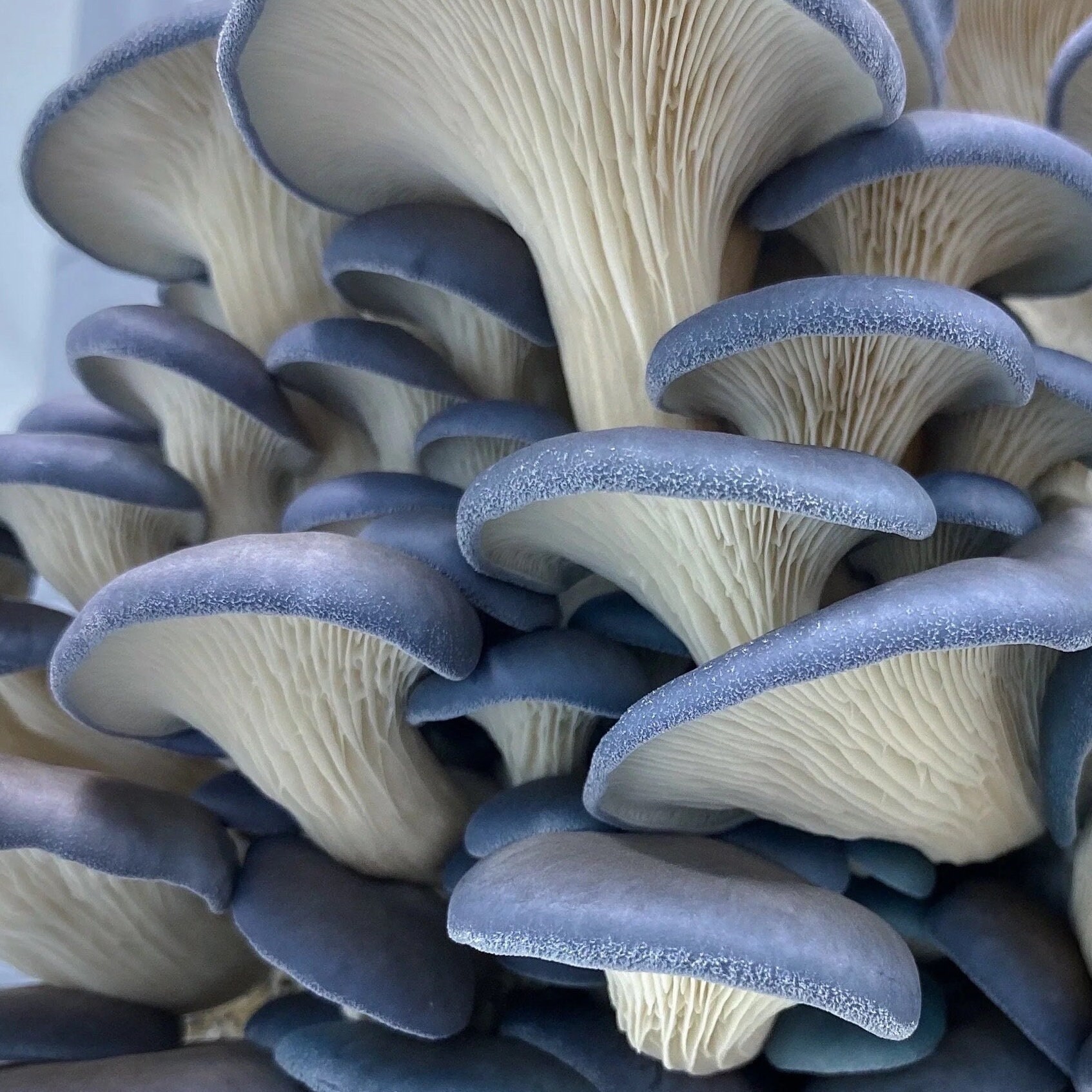 Gourmet Mushroom Liquid Culture - 10ml Syringe/ Blue Oyster, Reishi or ...