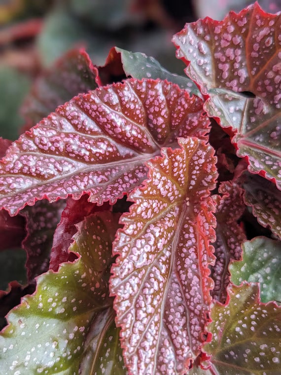 Begonia Maculata pink Spot Live Plant/houseplant, Fast Growing, Home ...