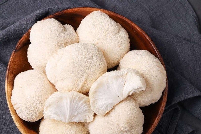 Gourmet Mushroom Liquid Culture - 10ml Syringe/ Blue Oyster, Reishi or ...