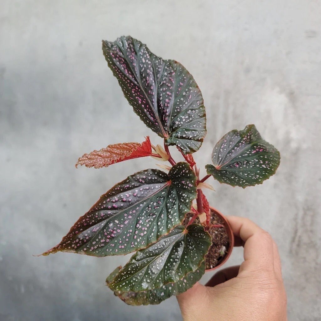 Begonia Maculata pink Spot Live Plant/houseplant, Fast Growing, Home ...