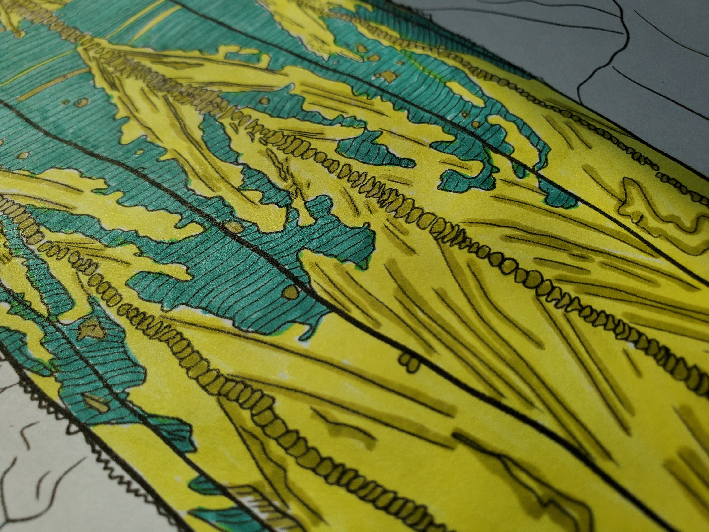 Cactus Hand Drawn Coloring Page *digital Download - Etsy