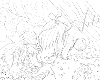 Pitcher Plant Hand Drawn Coloring Page *digital Download Only - Etsy