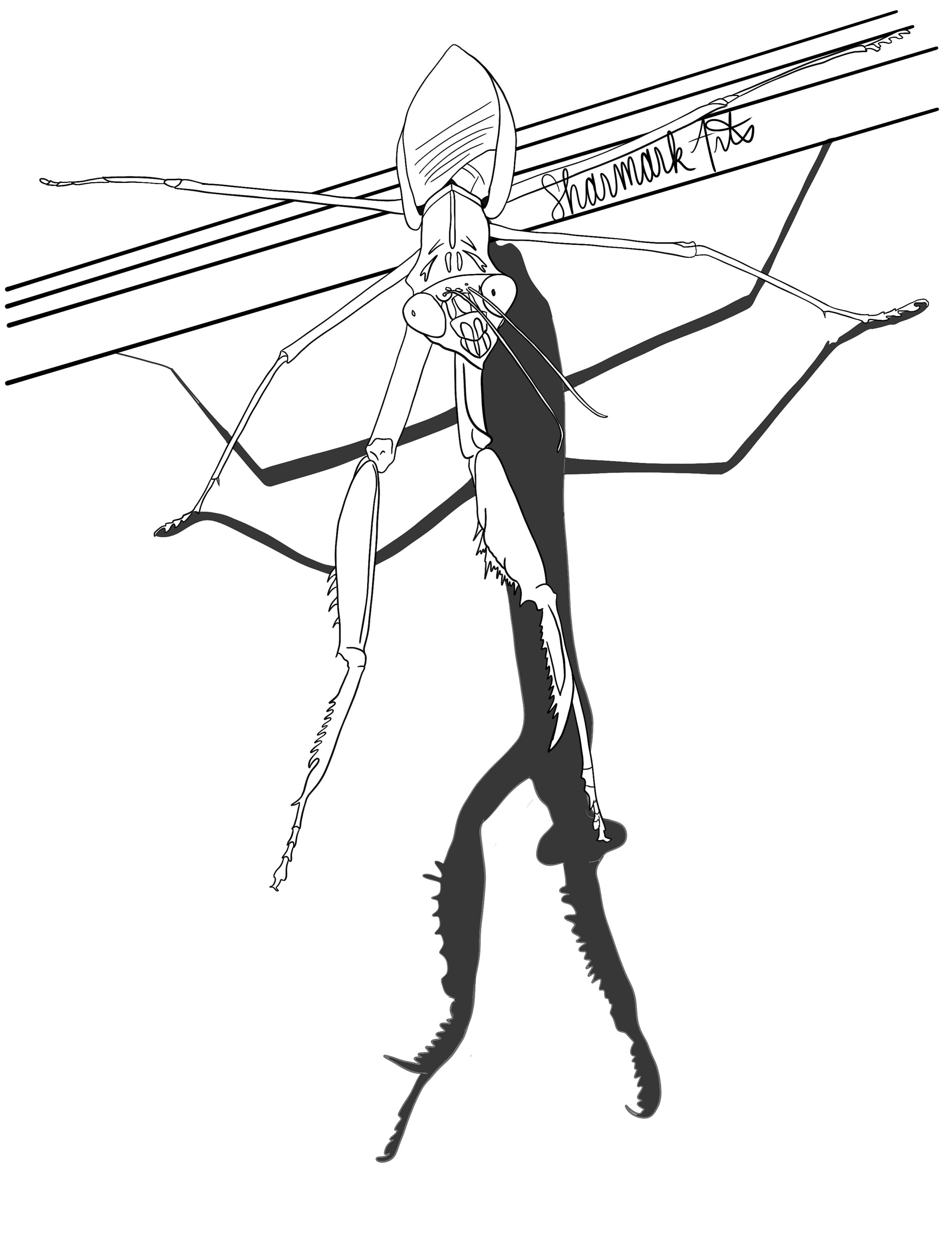 Praying Mantis Coloring Pages
