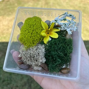 Mini Spring Enclosure - Etsy