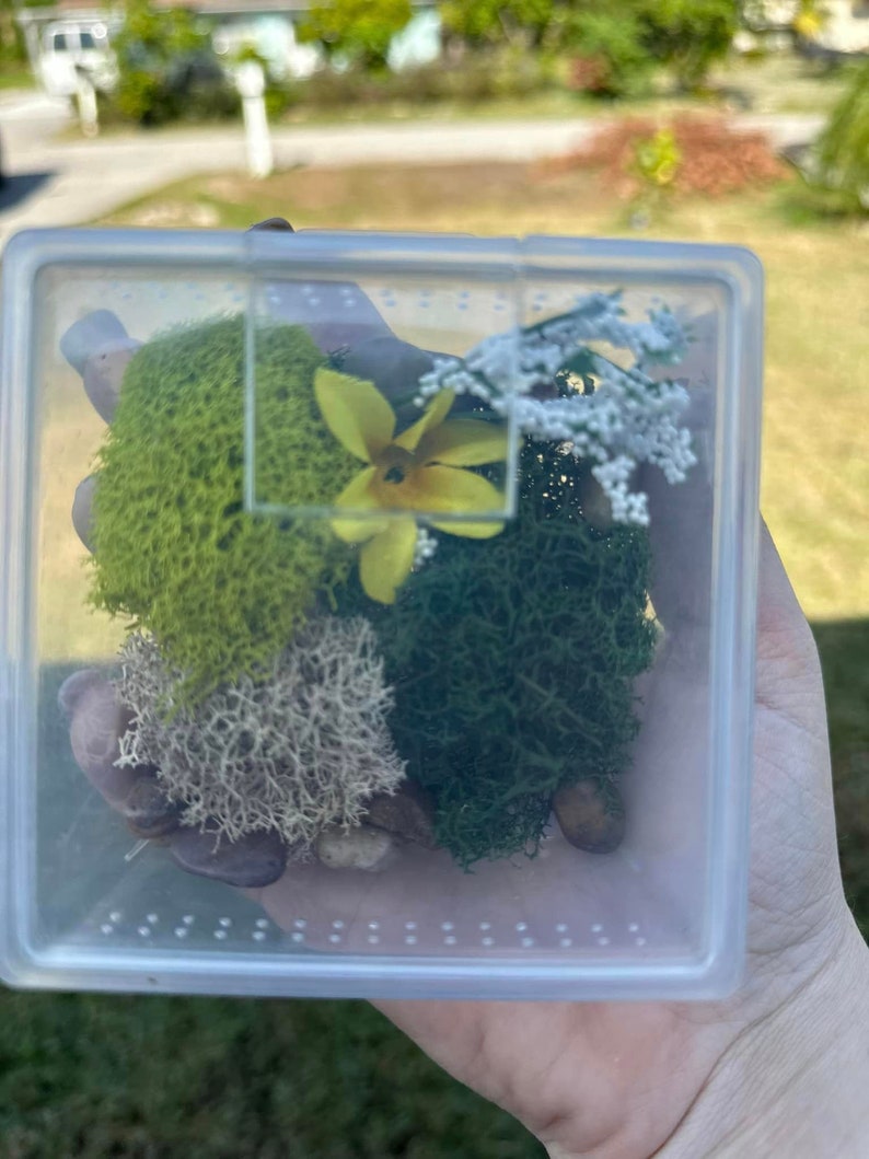 Mini Spring Enclosure - Etsy
