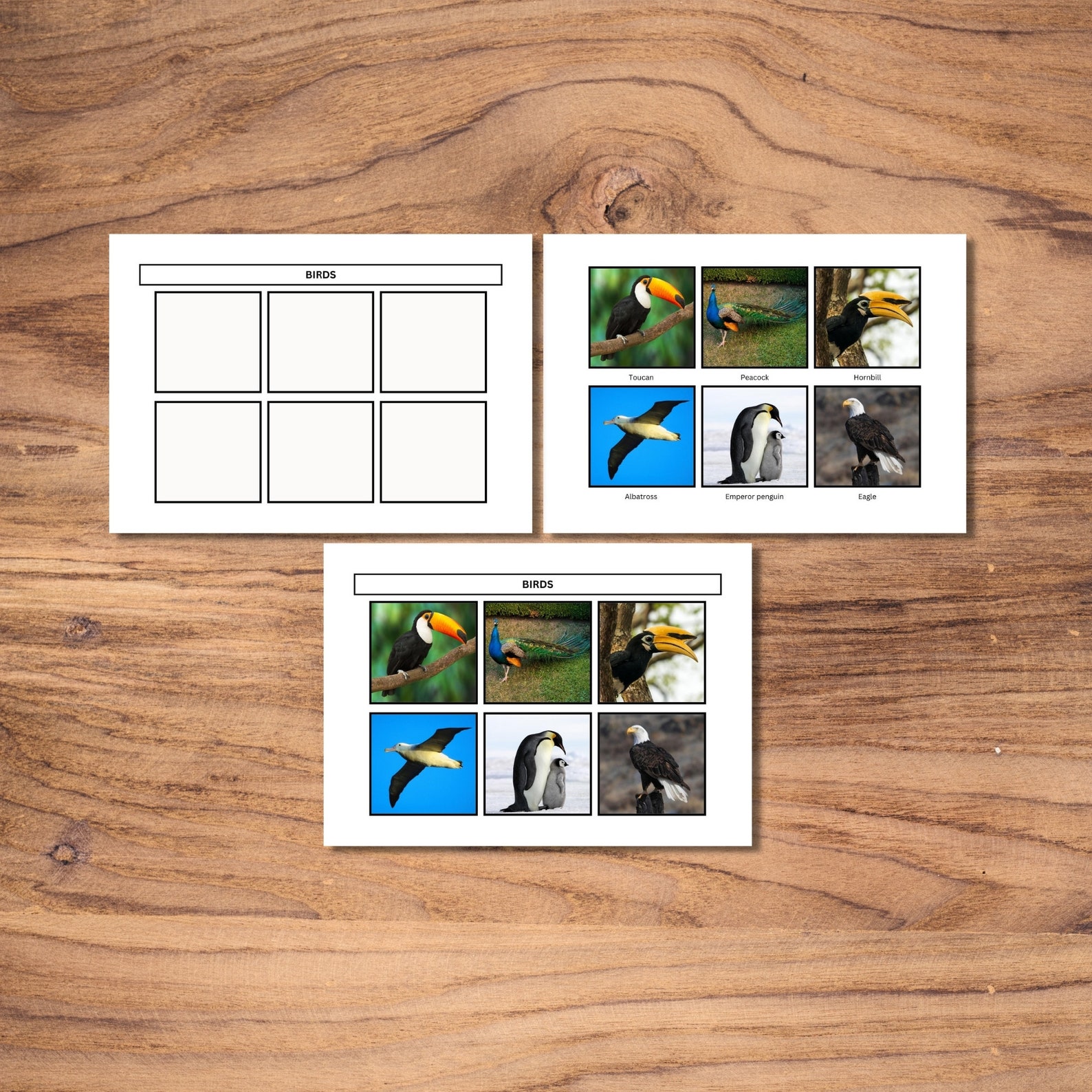 Classes of Vertebrates Sorting Cards and Control Chart, Zoology ...