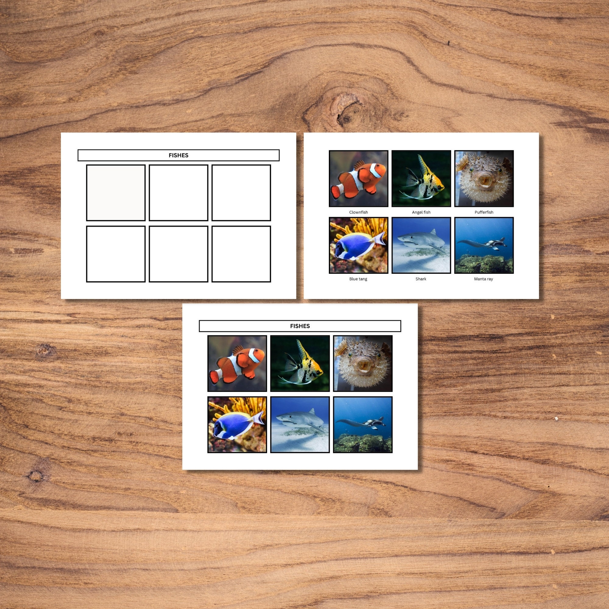 Classes of Vertebrates Sorting Cards and Control Chart, Zoology ...