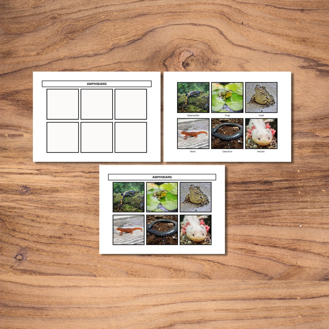 Classes of Vertebrates Sorting Cards and Control Chart, Zoology ...