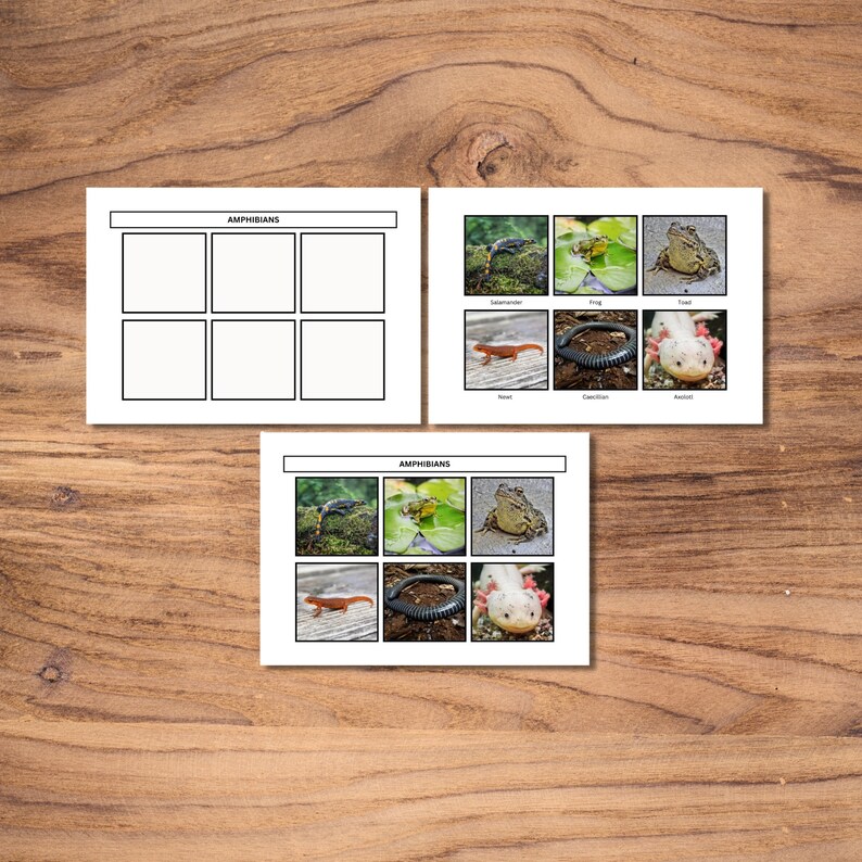 Classes of Vertebrates Sorting Cards and Control Chart, Zoology ...