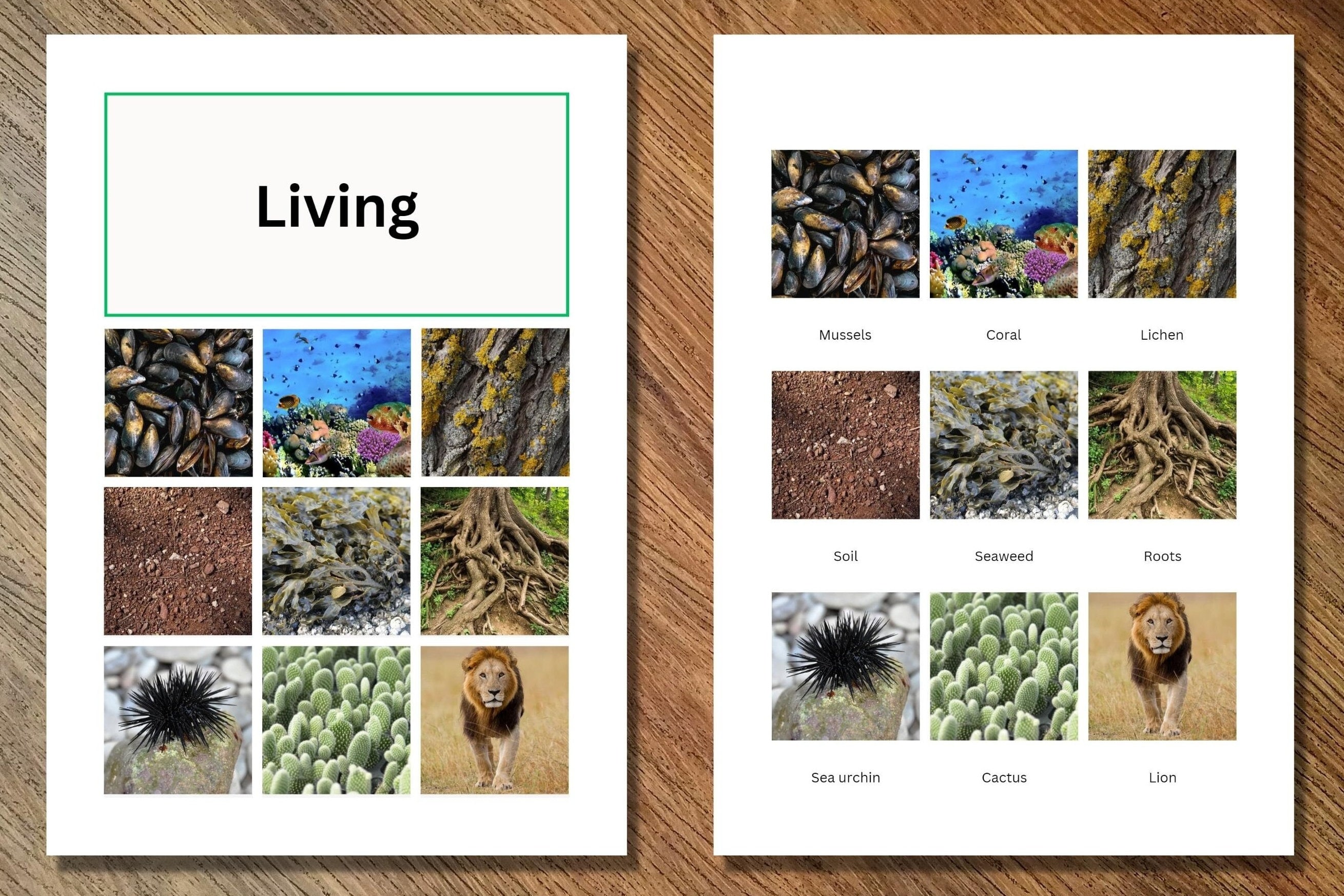 Living and Non-living Sorting Cards, Montessori Sorting Sheet ...