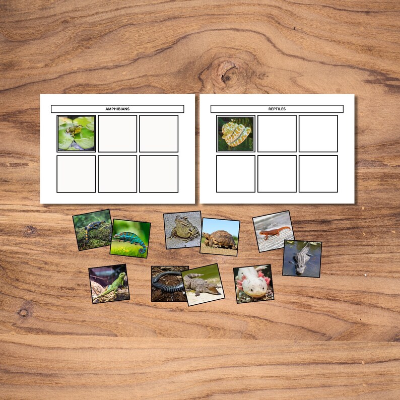 Classes of Vertebrates Sorting Cards and Control Chart, Zoology ...