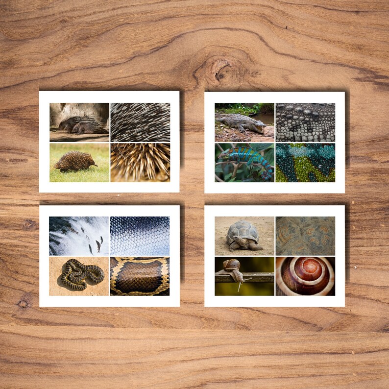 Animal Matching Game, Learning Animals, Printable Animal Activity ...