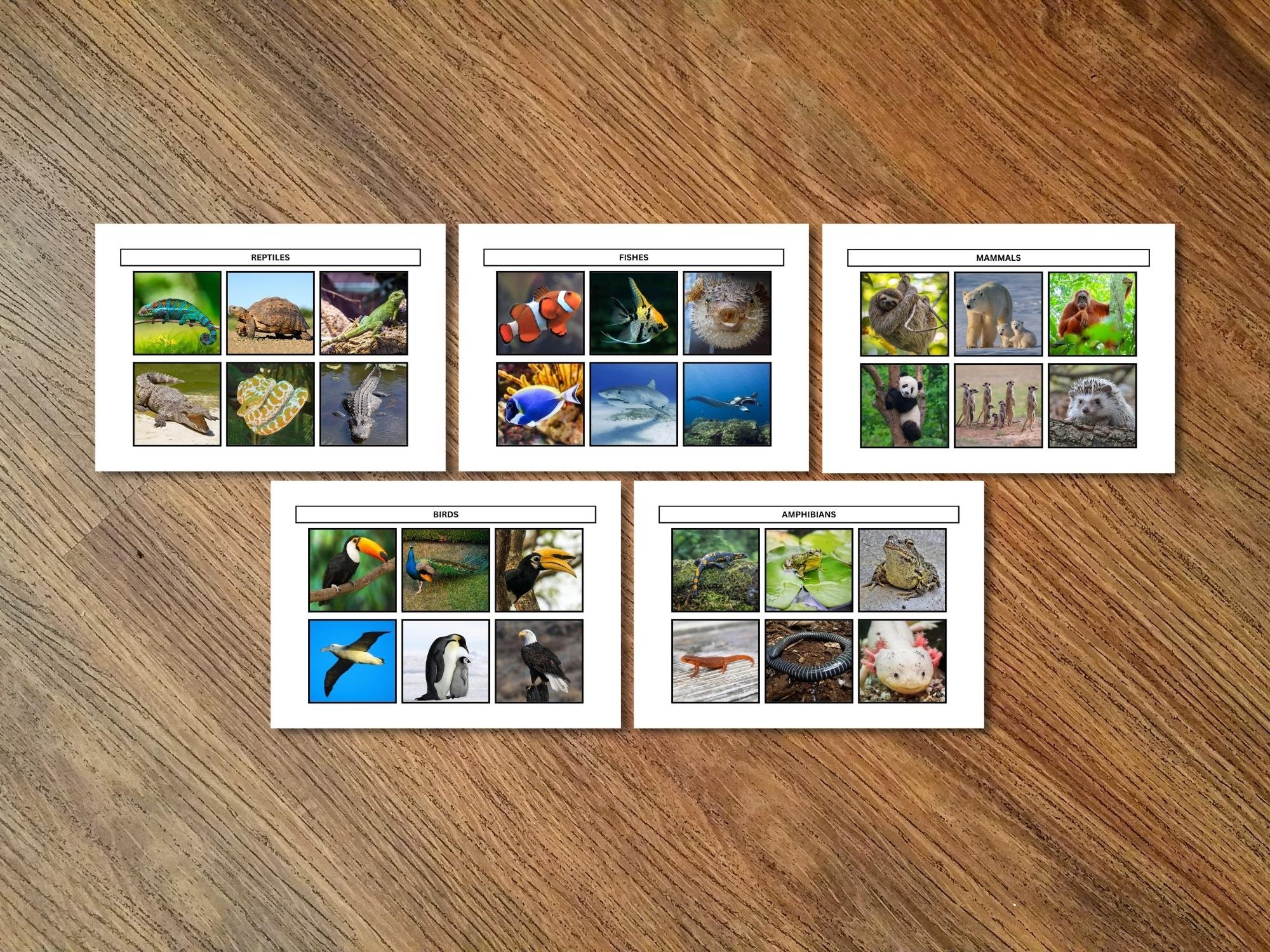Classes of Vertebrates Sorting Cards and Control Chart - Etsy