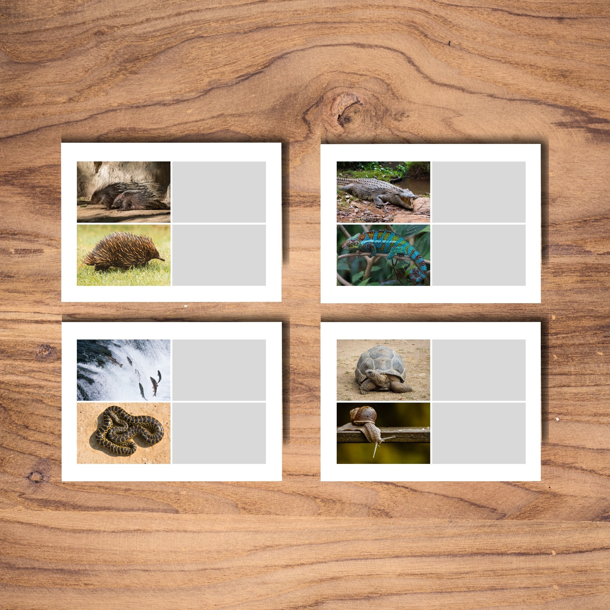 Animal Matching Game, Learning Animals, Printable Animal Activity ...