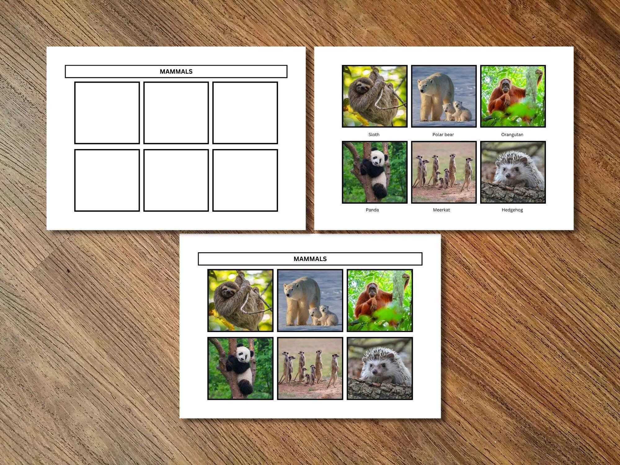 Classes of Vertebrates Sorting Cards and Control Chart - Etsy