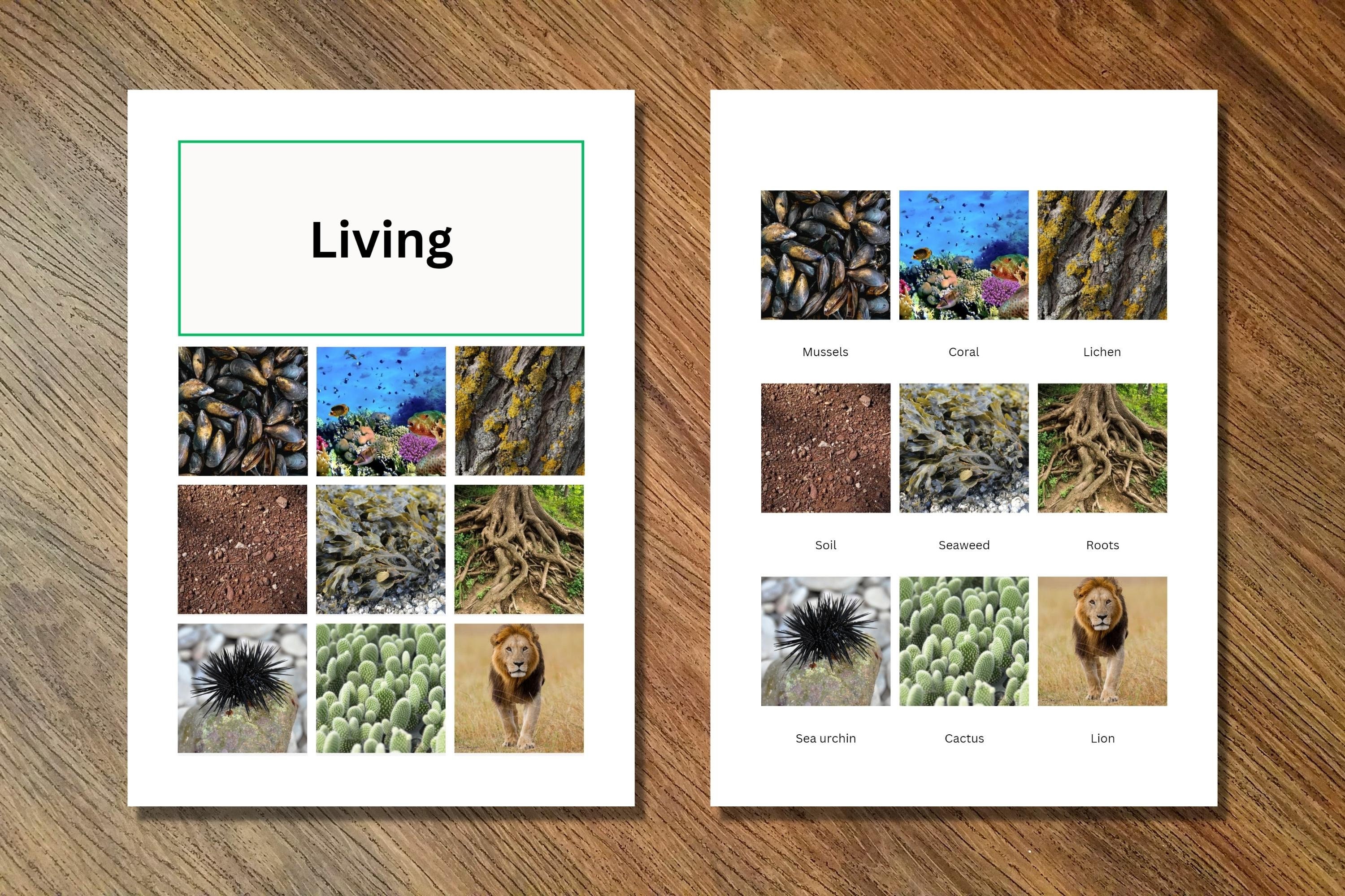 Living and Non-living Sorting Cards Montessori Sorting Sheet - Etsy Canada
