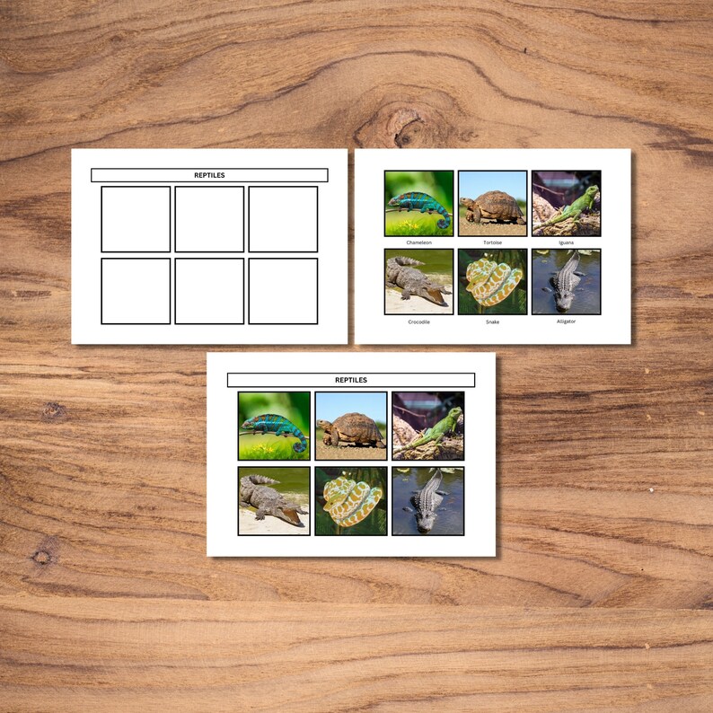 Classes of Vertebrates Sorting Cards and Control Chart, Zoology ...
