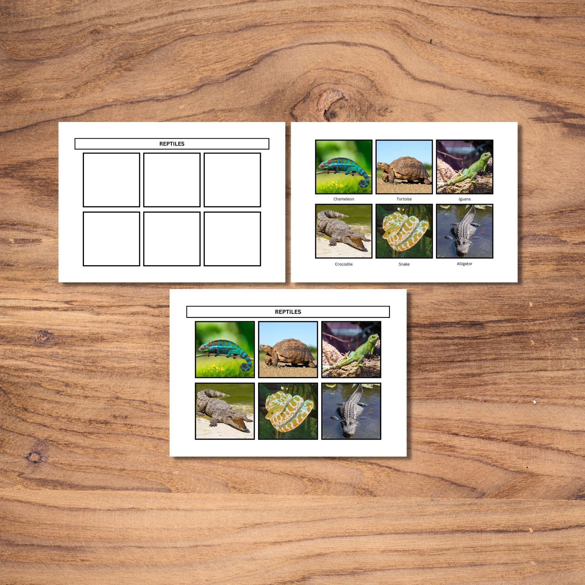 Classes of Vertebrates Sorting Cards and Control Chart, Zoology ...