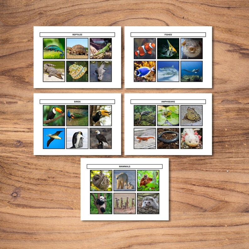 Classes of Vertebrates Sorting Cards and Control Chart, Zoology ...