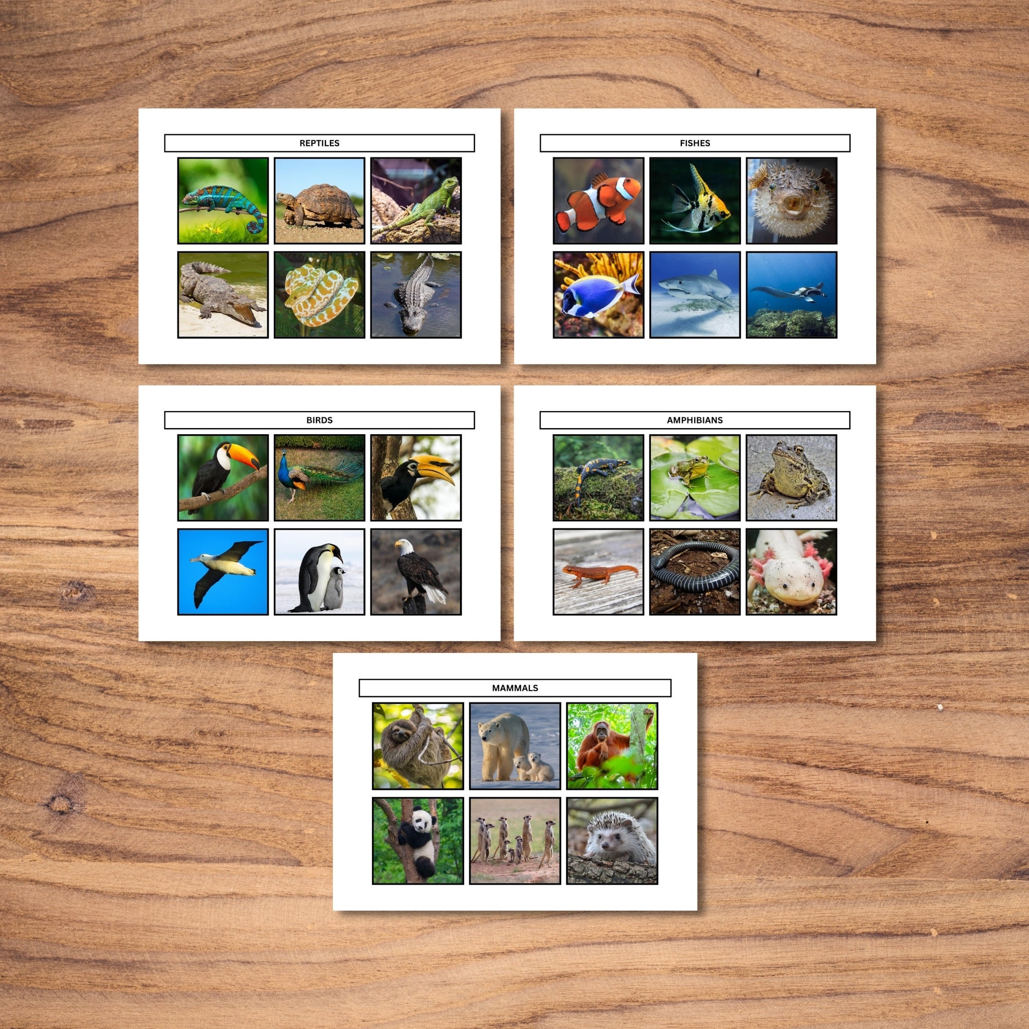 Classes of Vertebrates Sorting Cards and Control Chart, Zoology ...