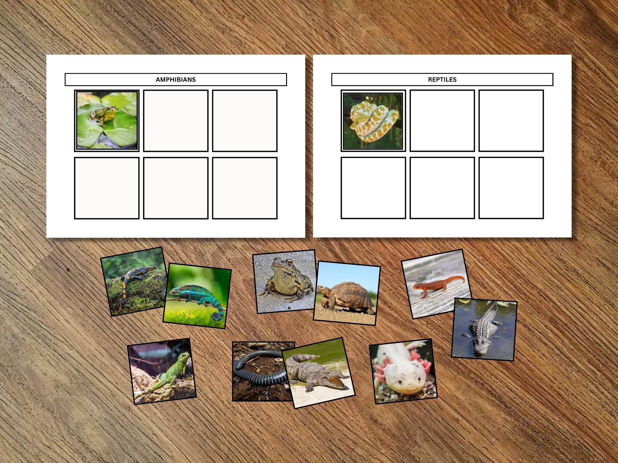 Classes of Vertebrates Sorting Cards and Control Chart - Etsy