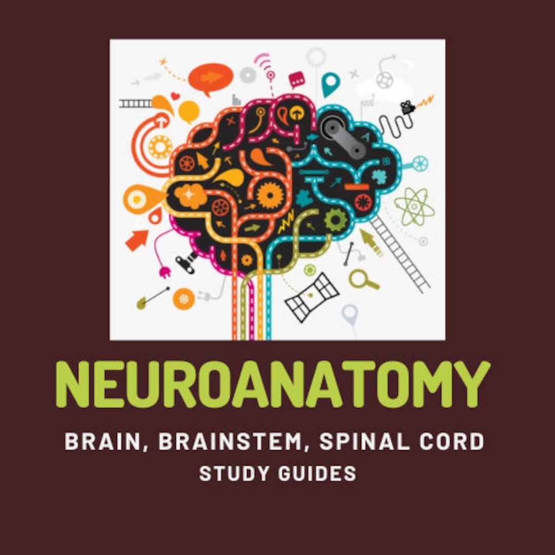 Neuroanatomy Study Guides - Etsy