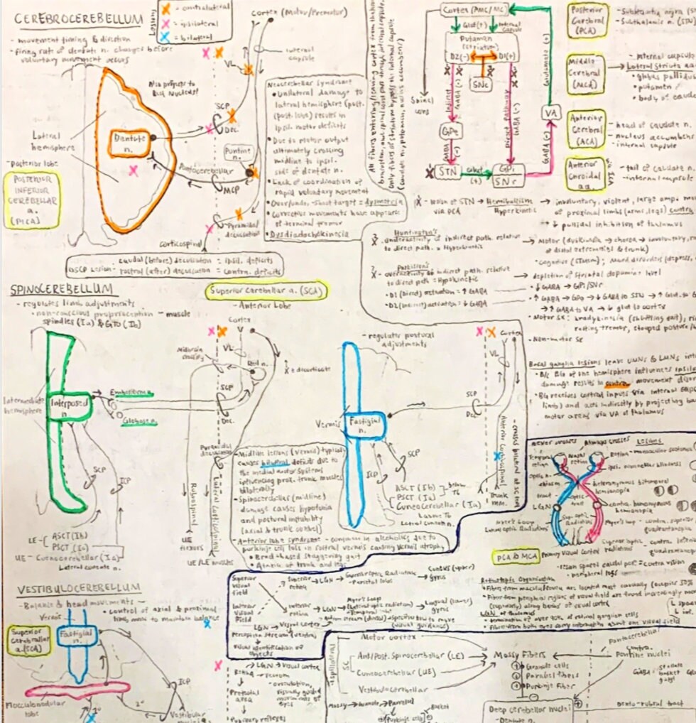 Neuroanatomy Study Guides - Etsy