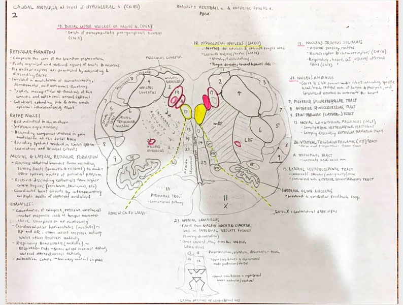 Neuroanatomy Study Guides - Etsy