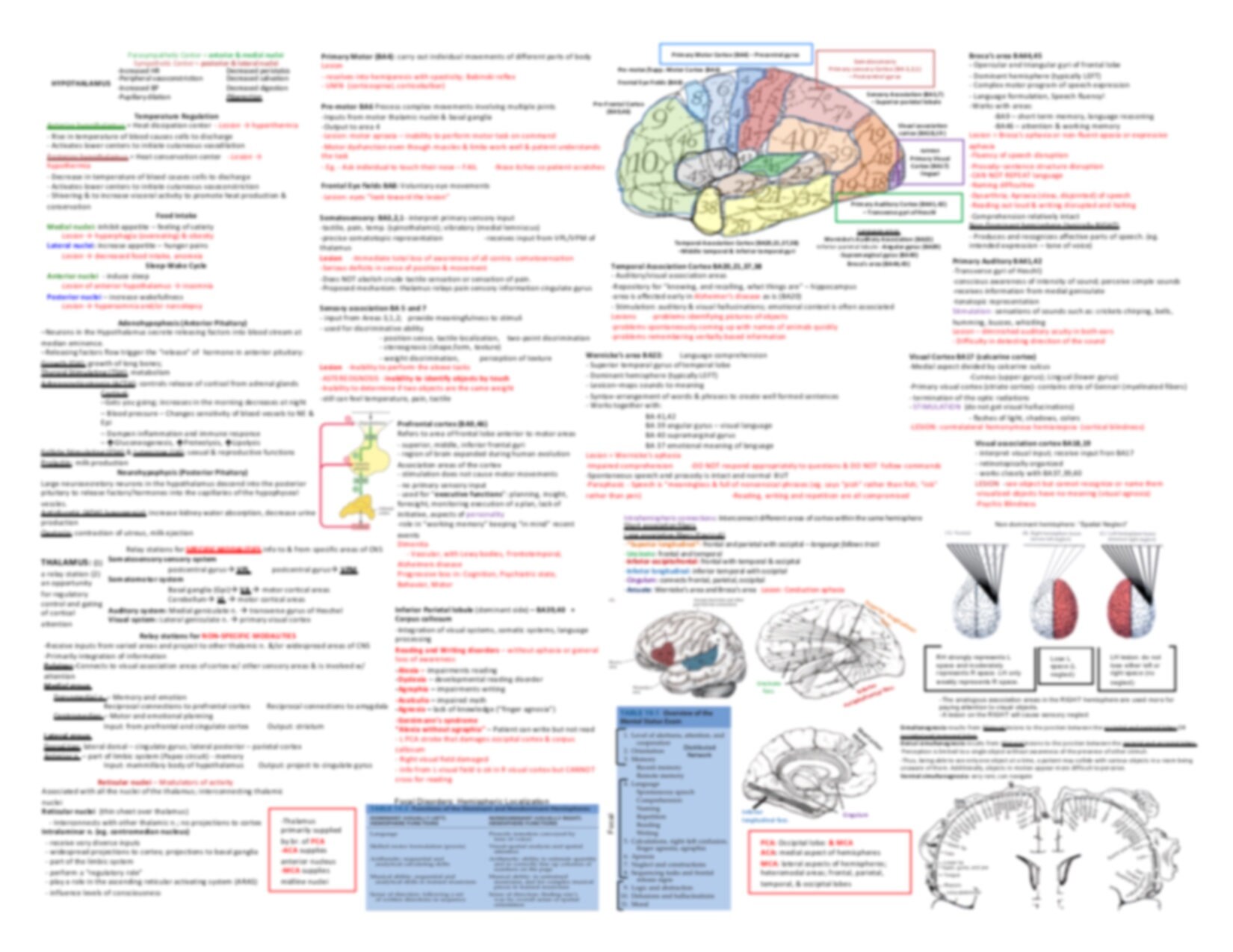 Neuroanatomy Study Guides - Etsy