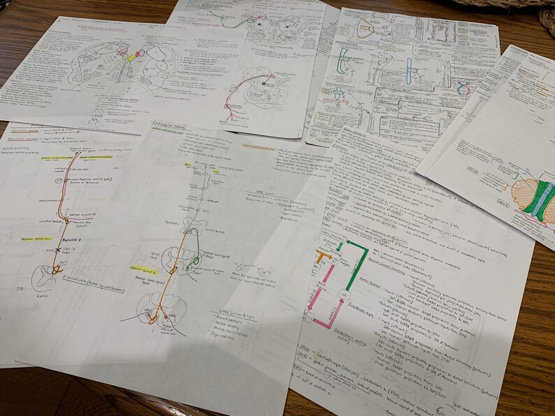 Neuroanatomy Study Guides - Etsy