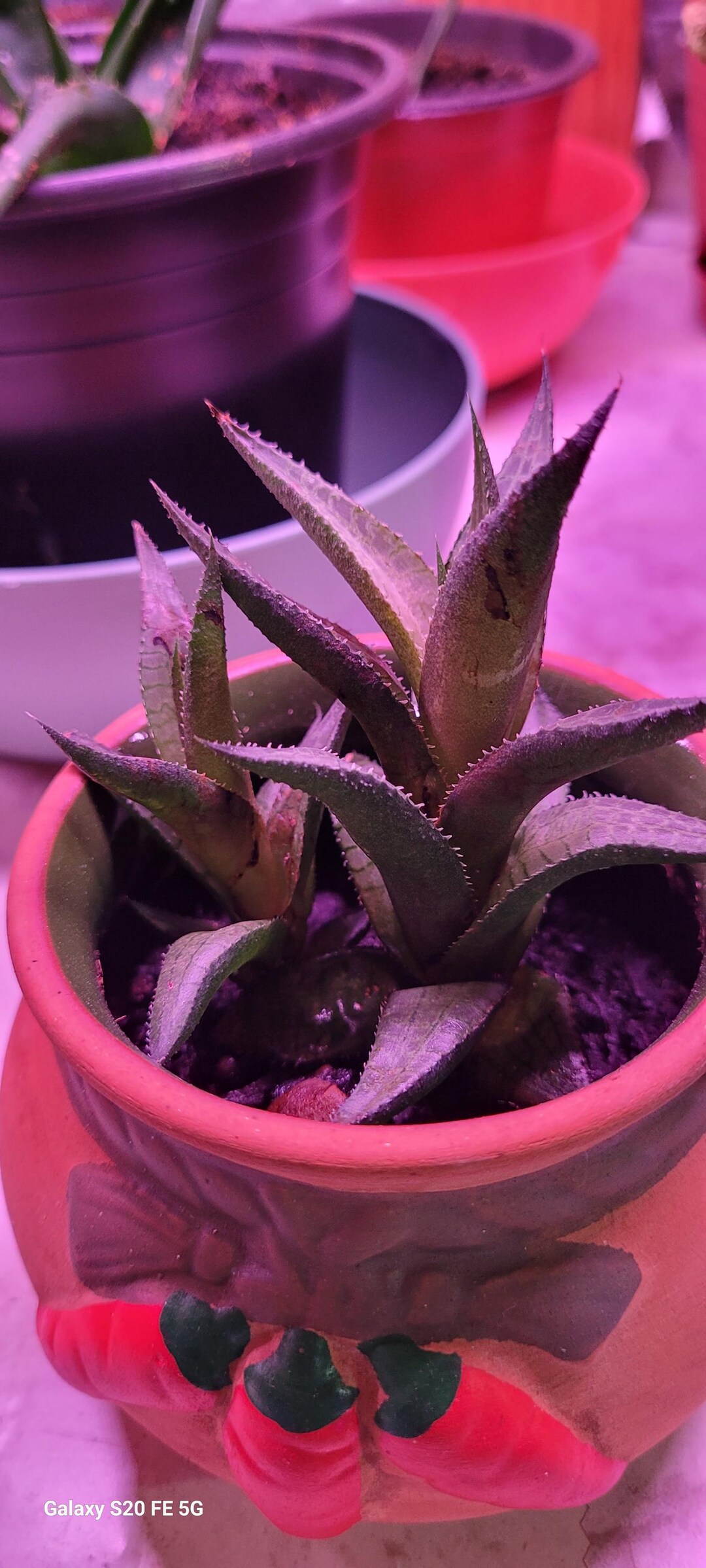 Dragon Scale Aloe - Etsy