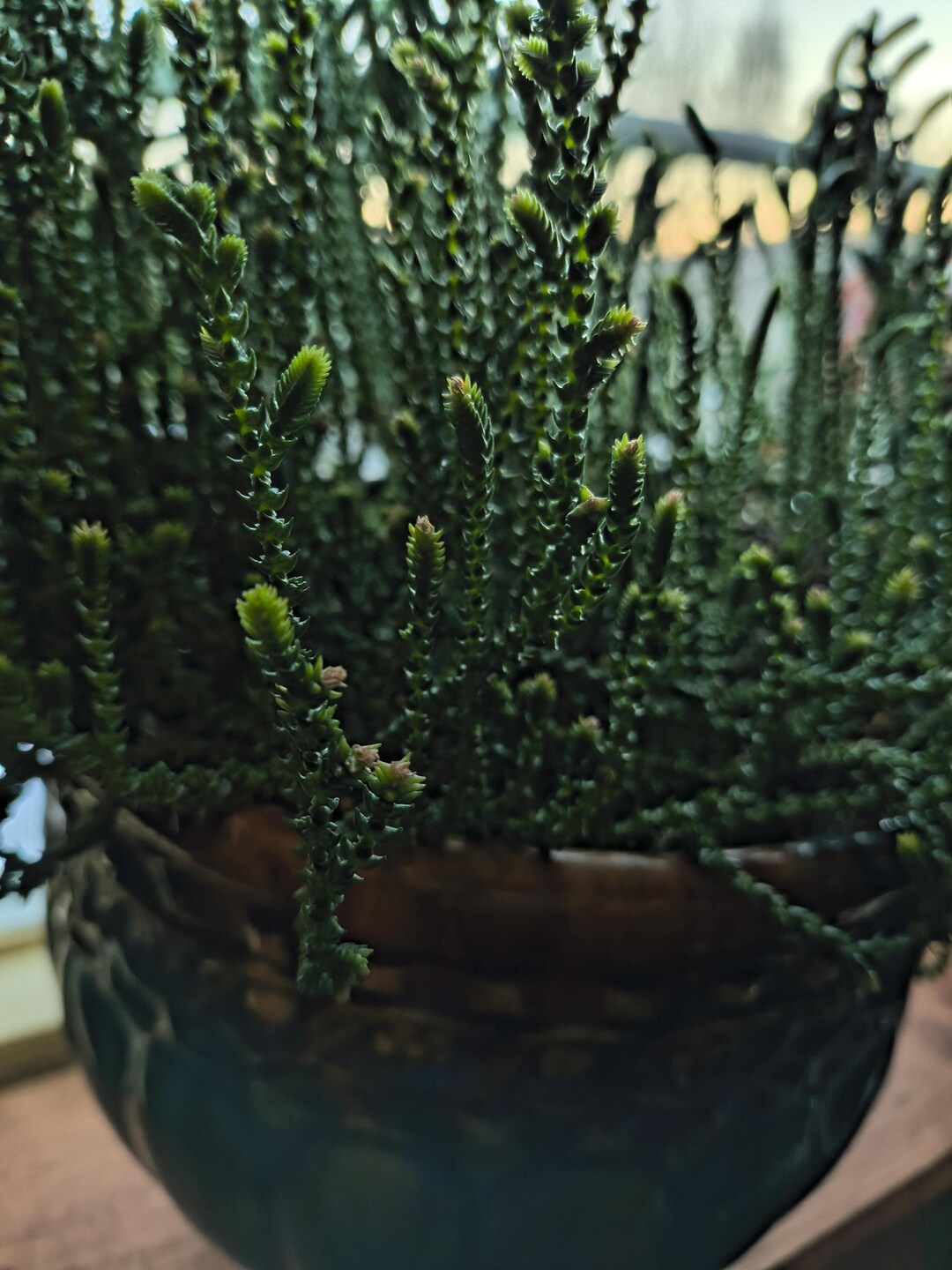 Watch-chain Plant Starting - Etsy