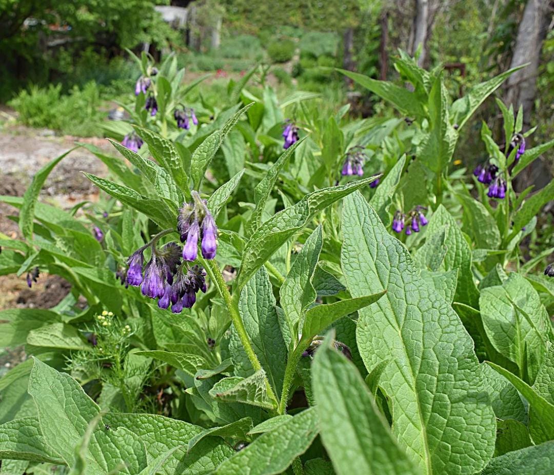 1 Oz Cut and Sifted Dried Comfrey Root - Etsy