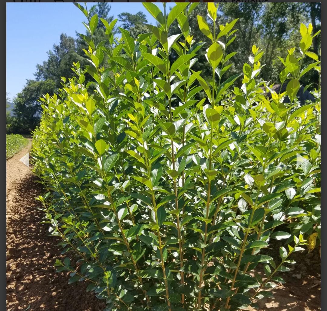 12 Privot Hedge Seedlings. Ready to Plant. Fast Growing. - Etsy