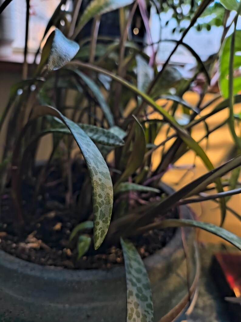 Silver Squill Leopard Plant Starter - Etsy