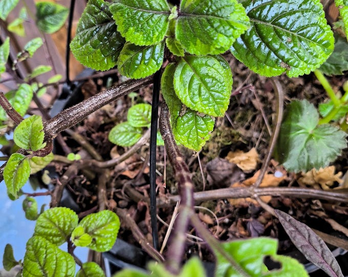 Purple Swedish Ivy Cutting/starting. Very Fast Grower. Very Healthy ...
