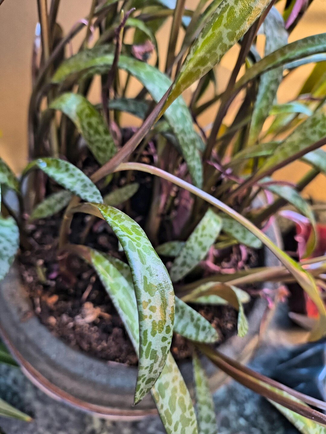 Silver Squill Leopard Plant Starter - Etsy