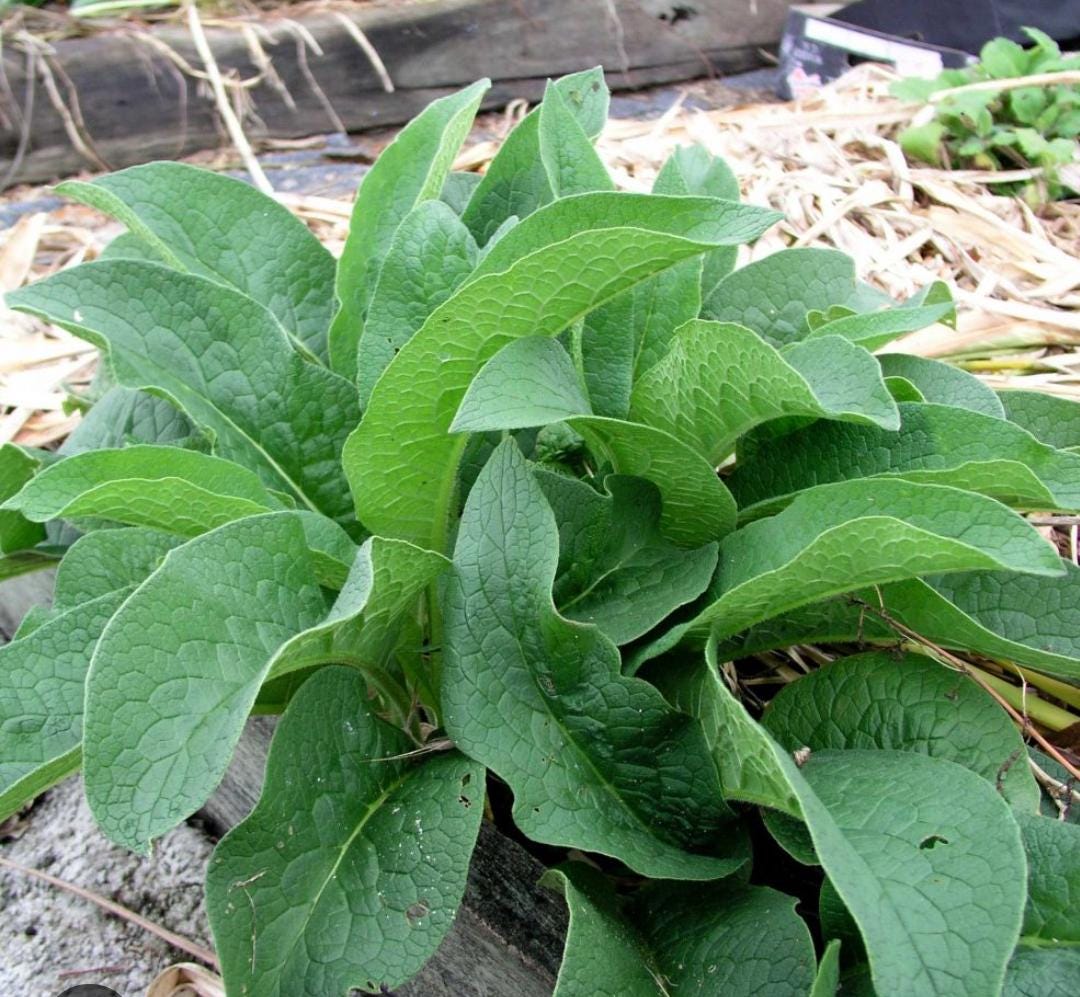 1 Oz Cut and Sifted Dried Comfrey Root - Etsy
